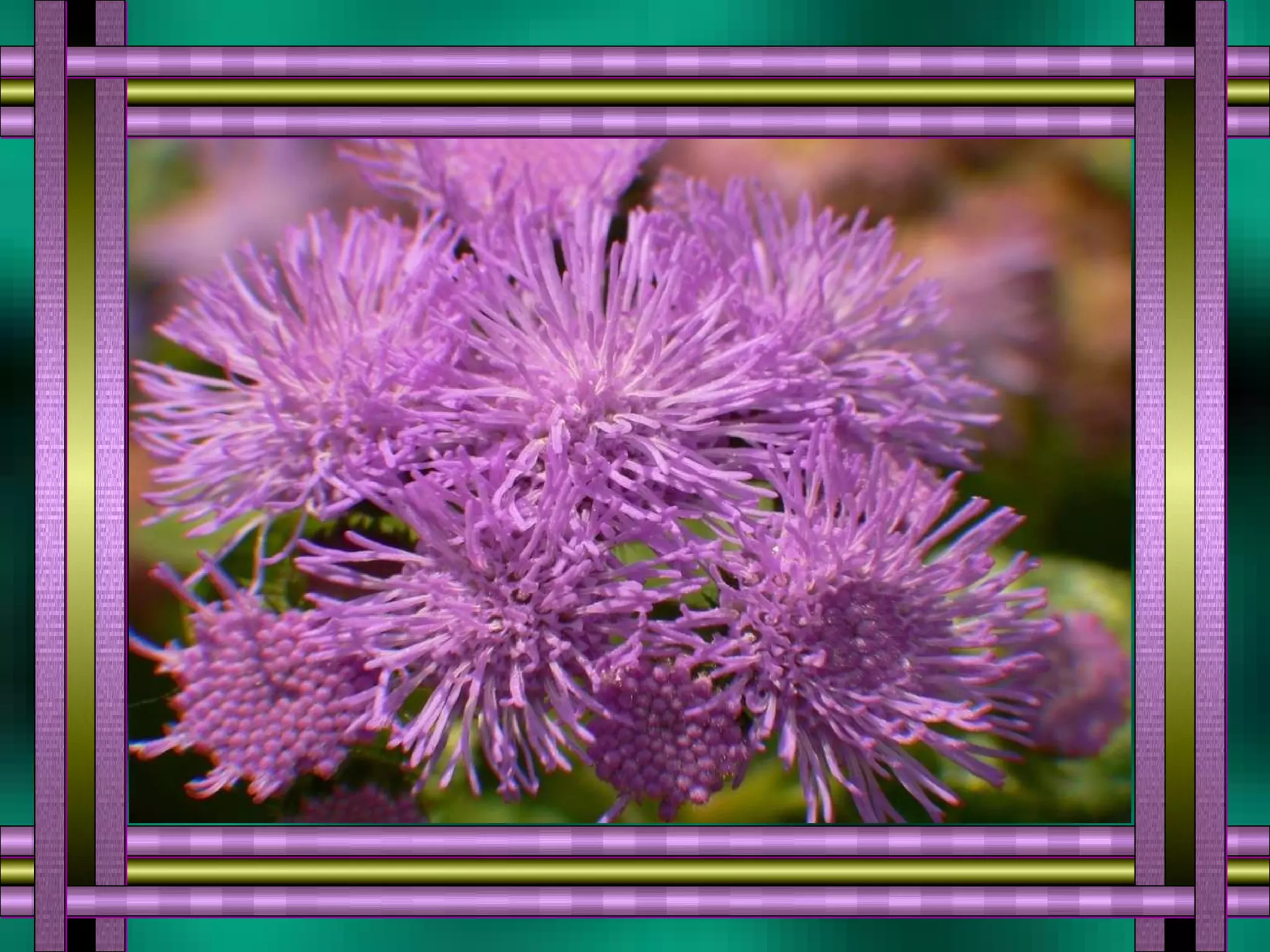 ViráGcsodáK Anna Napra Ildy | PPT