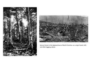 Virgin Forests Cover in the U.S. | PPT