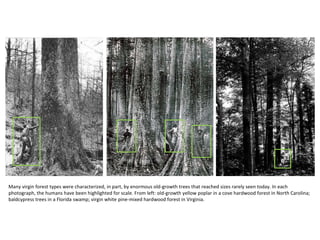 Virgin Forests Cover in the U.S. | PPT