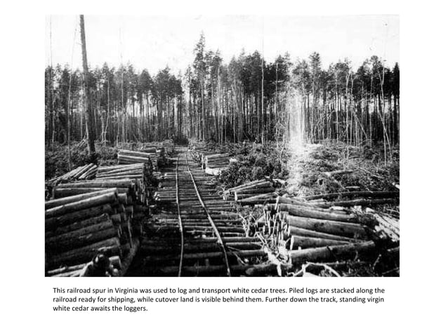Virgin Forests Cover in the U.S. | PPT