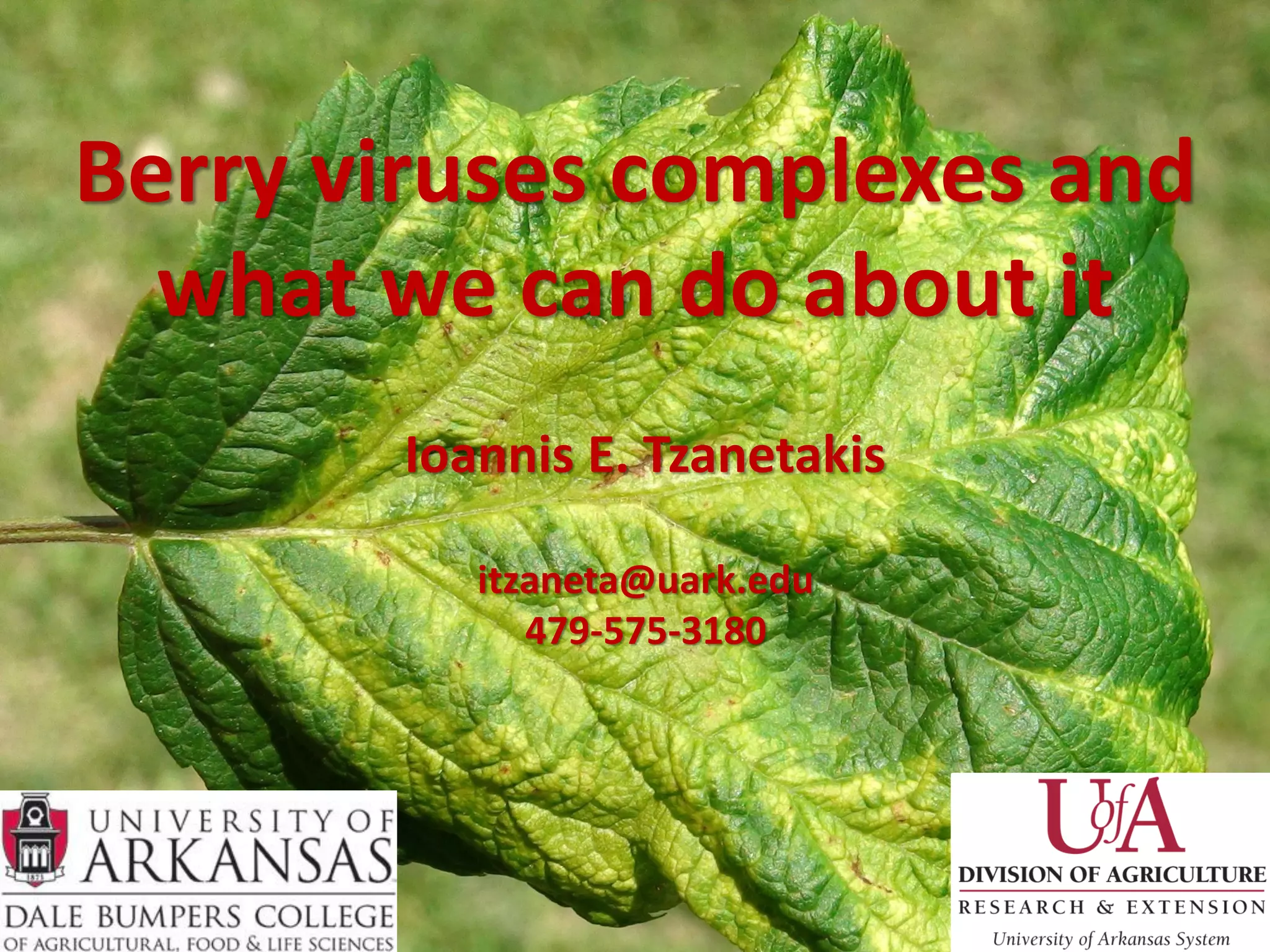 Berry viruses complexes and what we can do about it | PDF