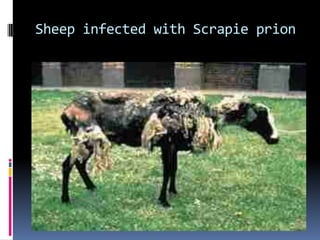Viriods and prions | PPTX