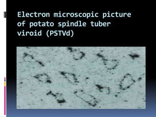 Viriods and prions | PPTX