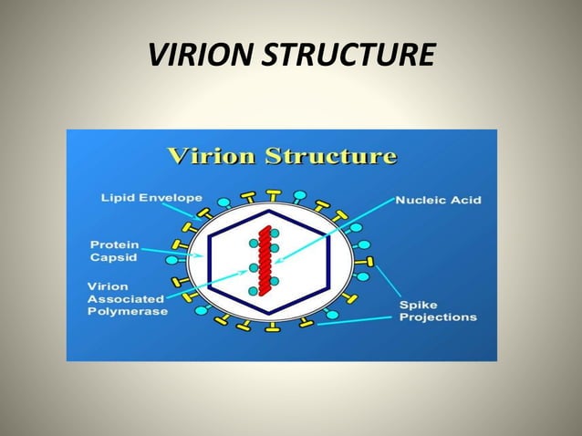 Virion | PPTX
