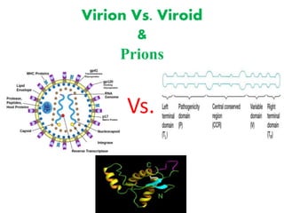 Virion vs viroid & prions | PPTX
