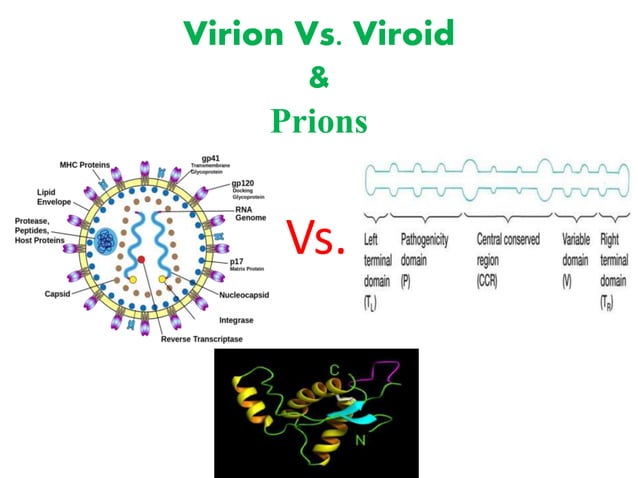 Virion vs viroid & prions | PPTX | Biological Sciences | Science