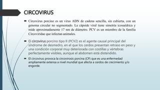 circovirus.pptx