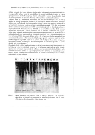 Viroidi v slovenskih kultivarjih hmelja, Knapič V. 1999 | PDF