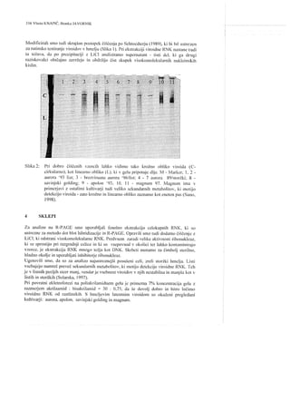Viroidi v slovenskih kultivarjih hmelja, Knapič V. 1999 | PDF