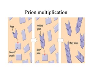 Viroids, Prions and Mycoplasma | PDF