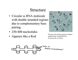 Viroids, Prions and Mycoplasma | PDF