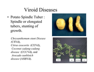 Viroids, Prions and Mycoplasma | PDF