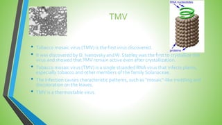 Viroids, prions, tmv virus | PPTX