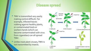Viroids, prions, tmv virus | PPTX