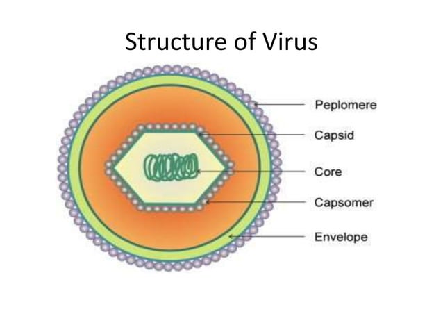 Virology general lecture | PPT