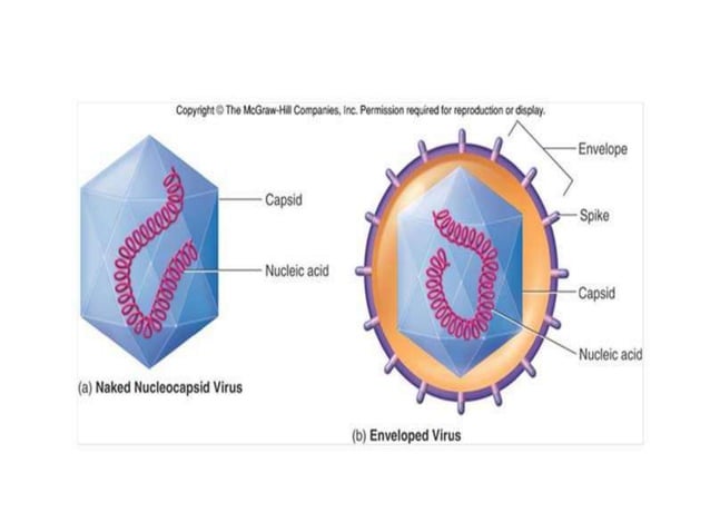 Virology general lecture | PPT
