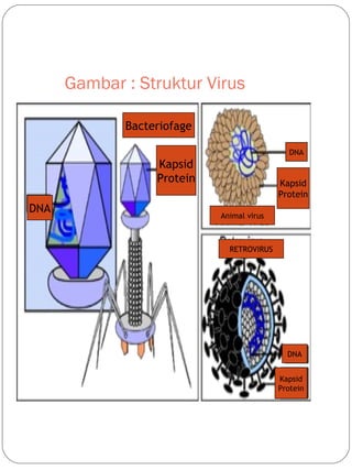 Virologi. bag 1 | PPT