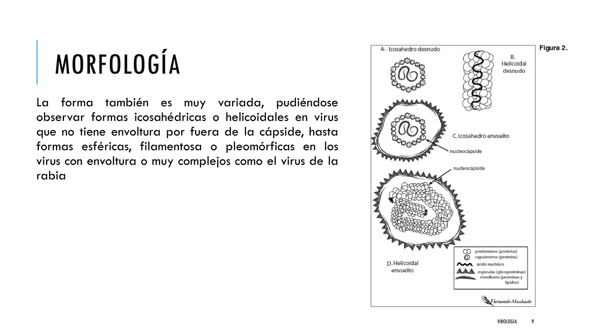 VIROLOGIA - CLASE 2 - BIOLOGIA VIRAL.pptx