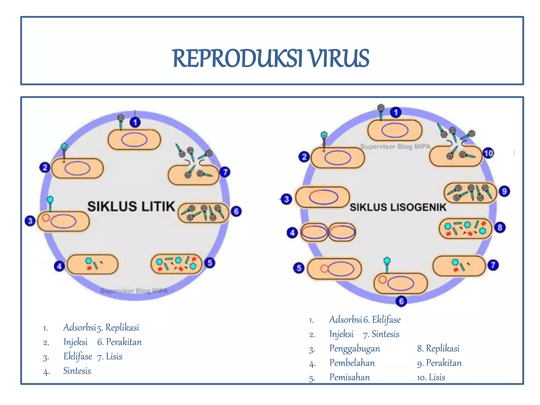 VIROLOGI DAN IMUNOLOGI.pptx