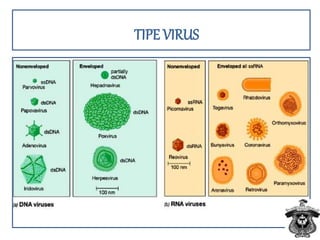 VIROLOGI DAN IMUNOLOGI.pptx