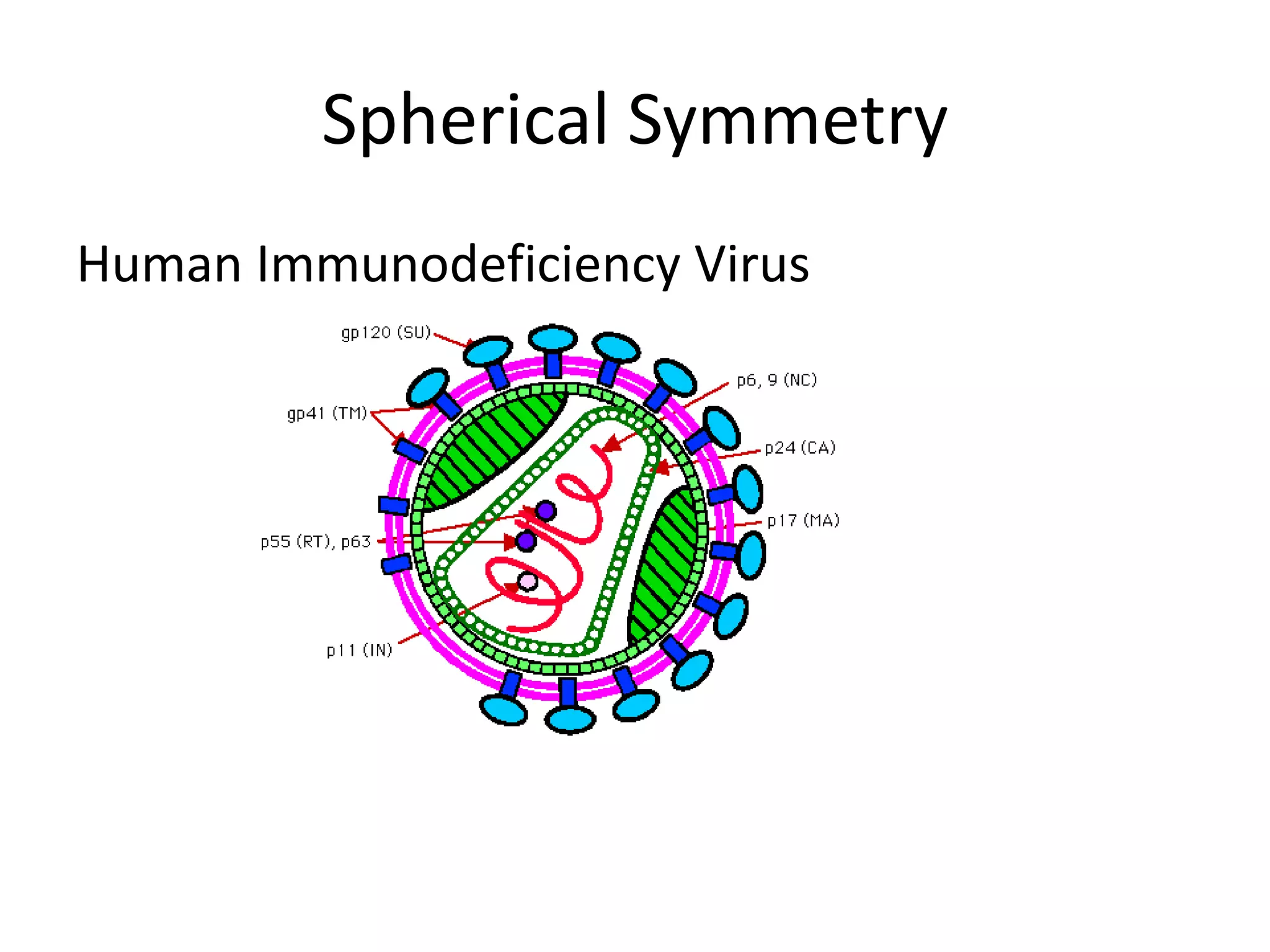 Virology | PPTX