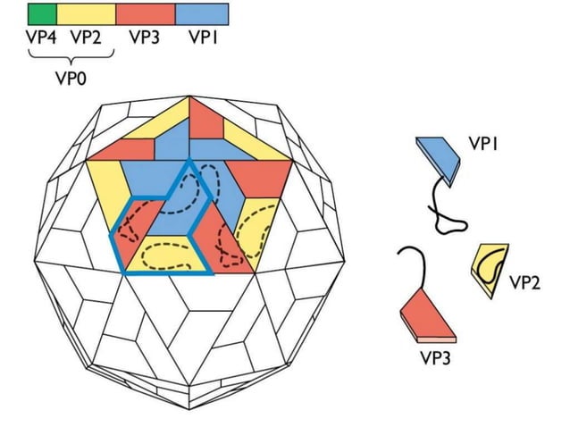 Virology | PPTX | Biological Sciences | Science