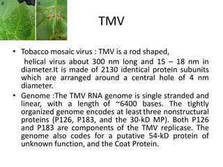 Virology | PPTX