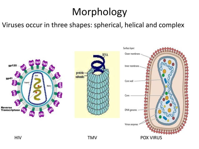 Virology | PPTX | Biological Sciences | Science