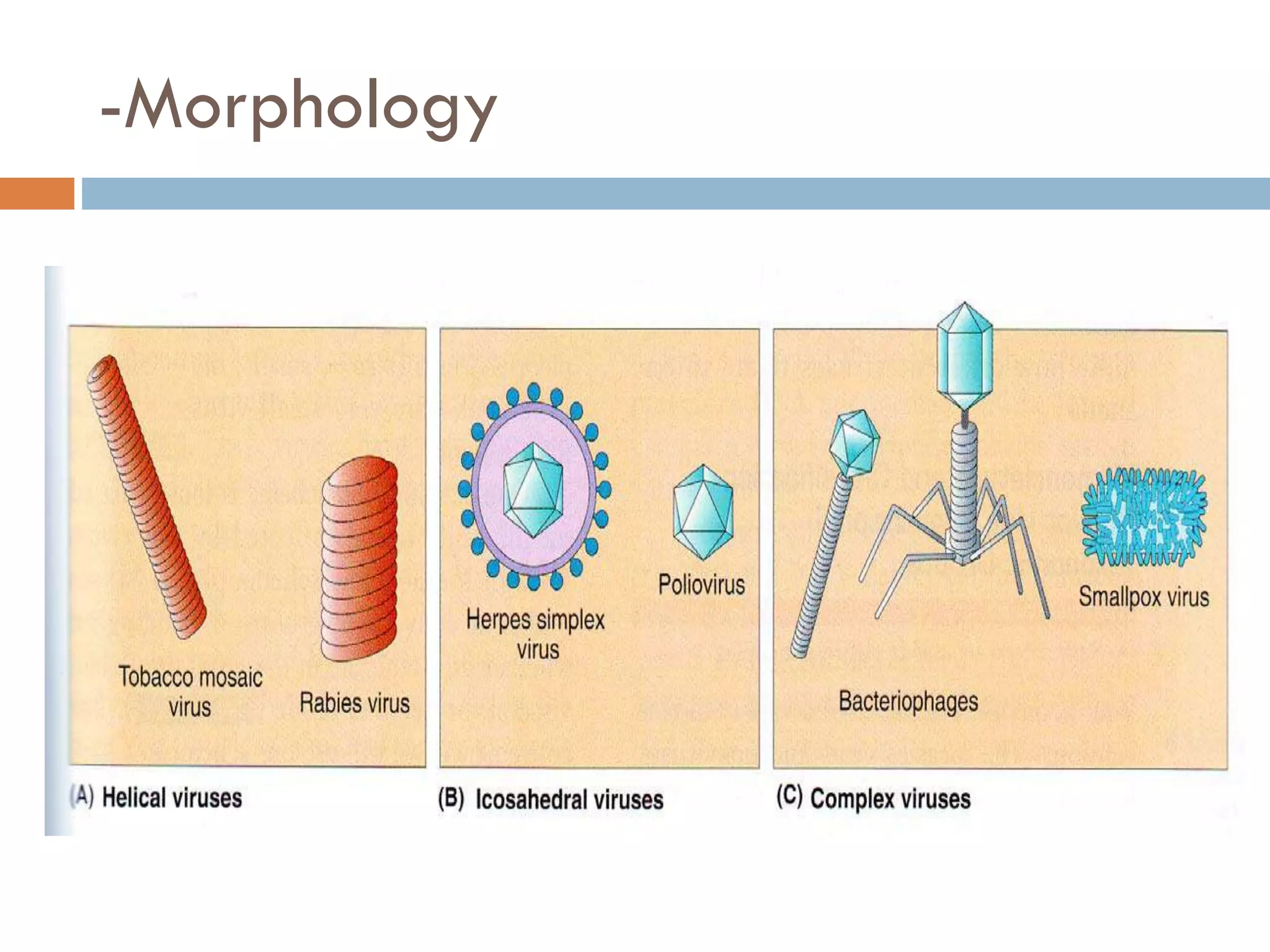 Virology Lecture Note | PPTX