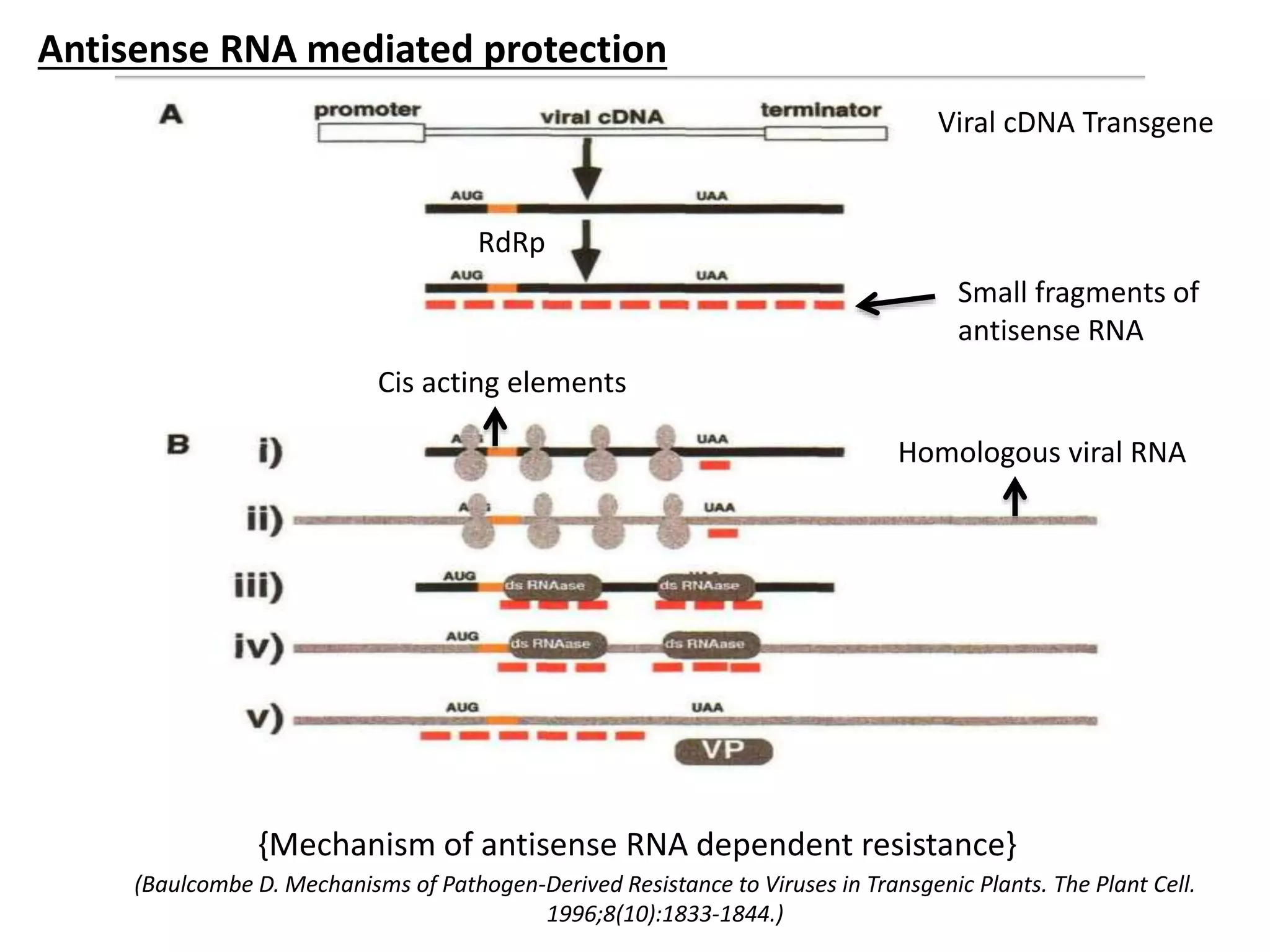 Virus resistant transgenic plants | PPTX