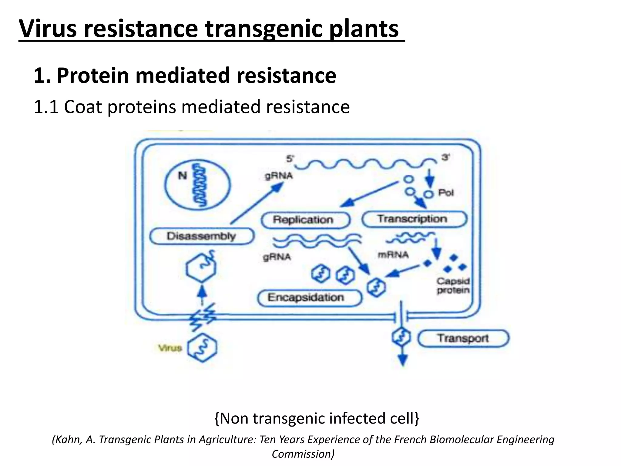 Virus resistant transgenic plants | PPTX
