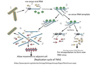Virus resistant transgenic plants | PPTX