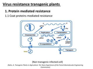 Virus resistant transgenic plants | PPTX
