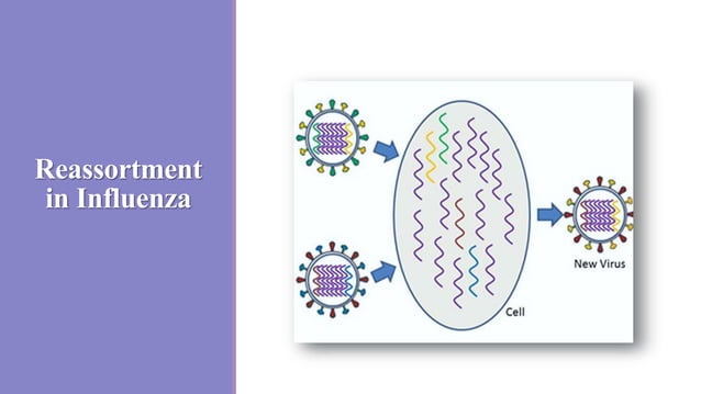 Virology- Emerging & Reemerging Viral Diseases | PPTX