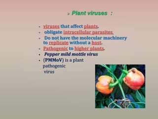 Virology: study of virus | PPTX