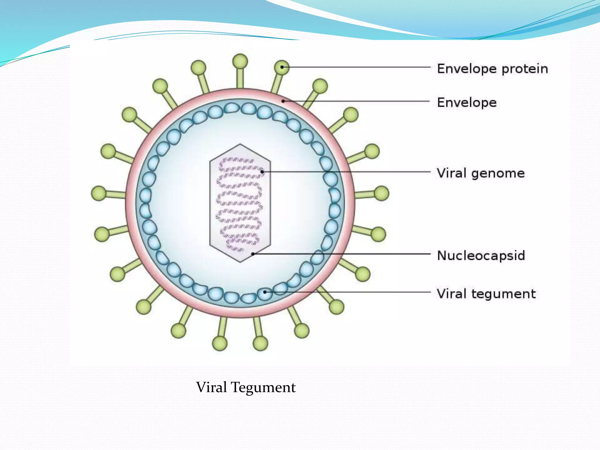 Virology | PPTX
