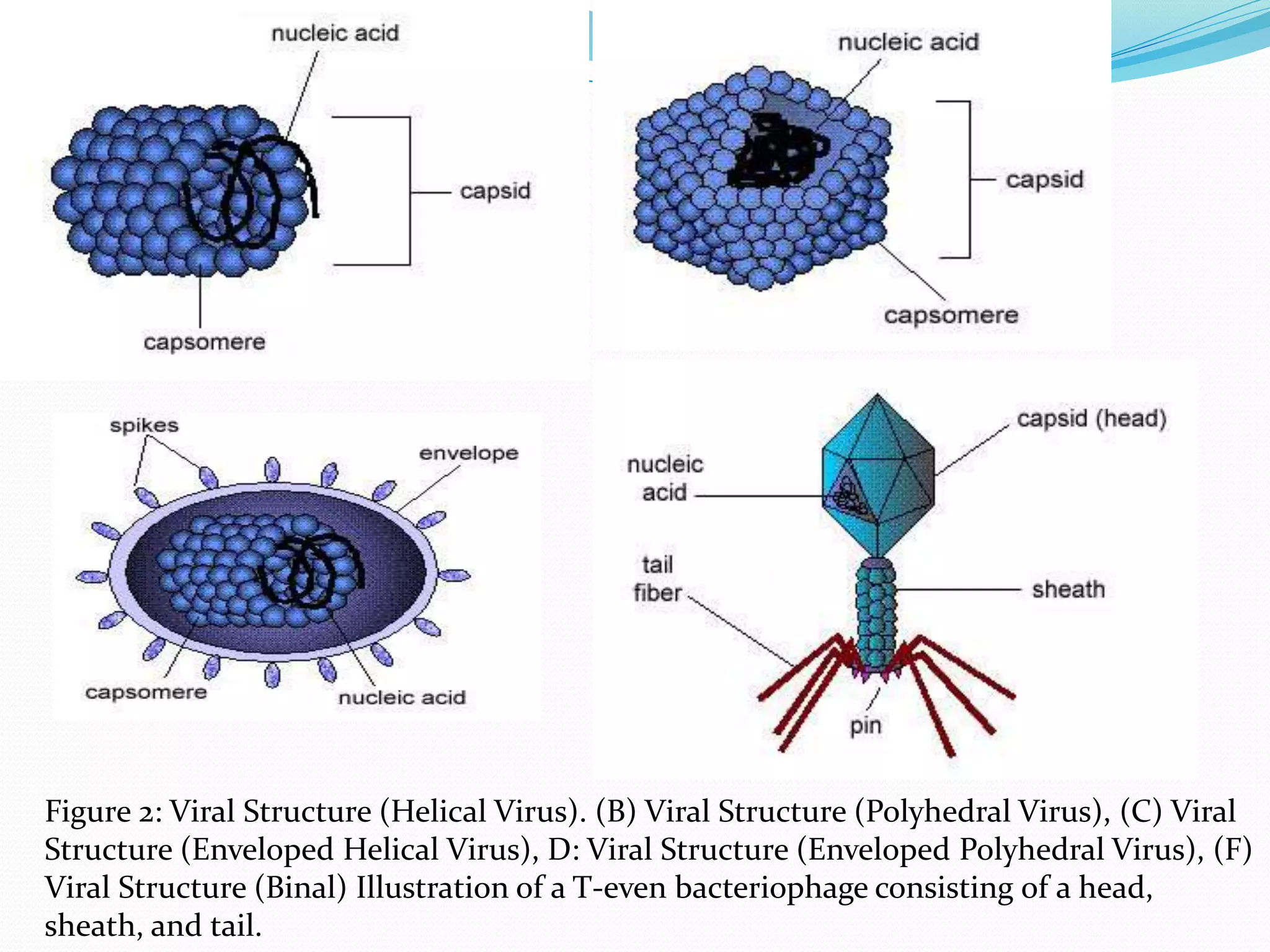 Virology | PPTX | Biological Sciences | Science