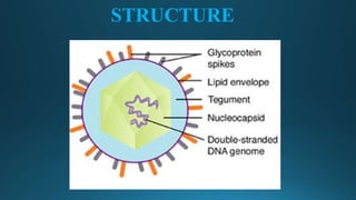 Varicella Zoster Virus (VZV) DNA Virus... | PPT
