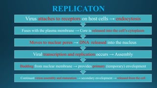 Varicella Zoster Virus (VZV) DNA Virus... | PPT