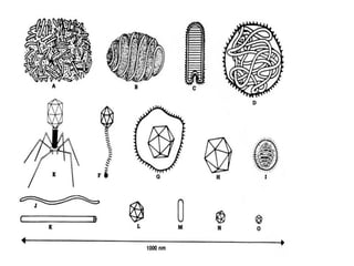 Virology department broad based approach.pdf