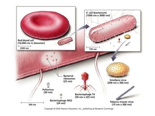 Virology department broad based approach.pdf