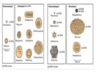 Virology department broad based approach.pdf