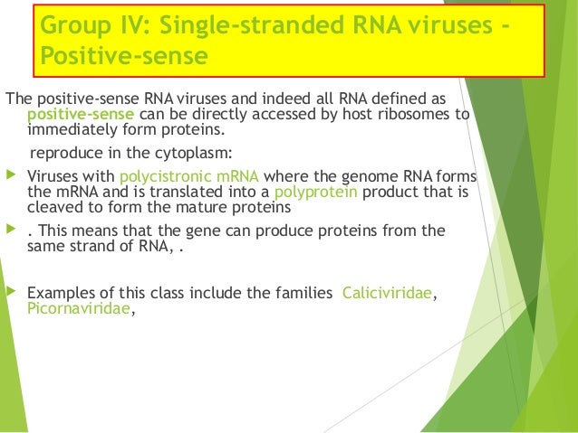 classification of virus and basic terms