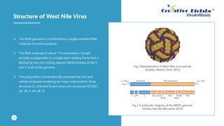 Virology antibodies - Structure of West Nile Virus | PPT