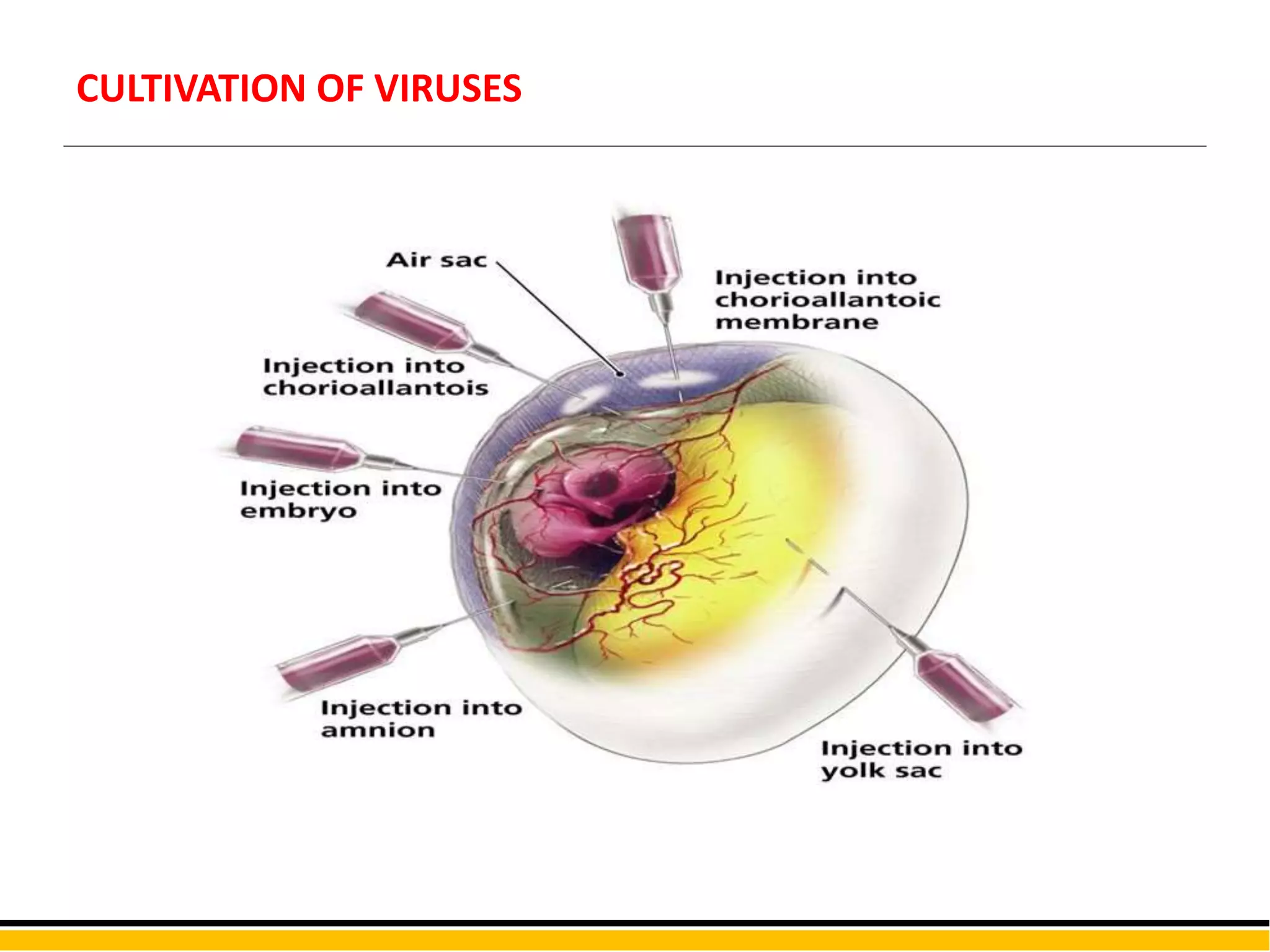 VIROLOGY - CULTIVATION AND DETECTION OF VIRUS | PPTX