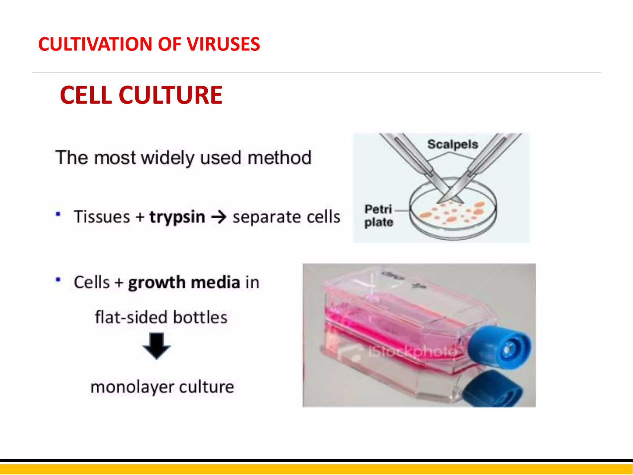 VIROLOGY - CULTIVATION AND DETECTION OF VIRUS | PPTX