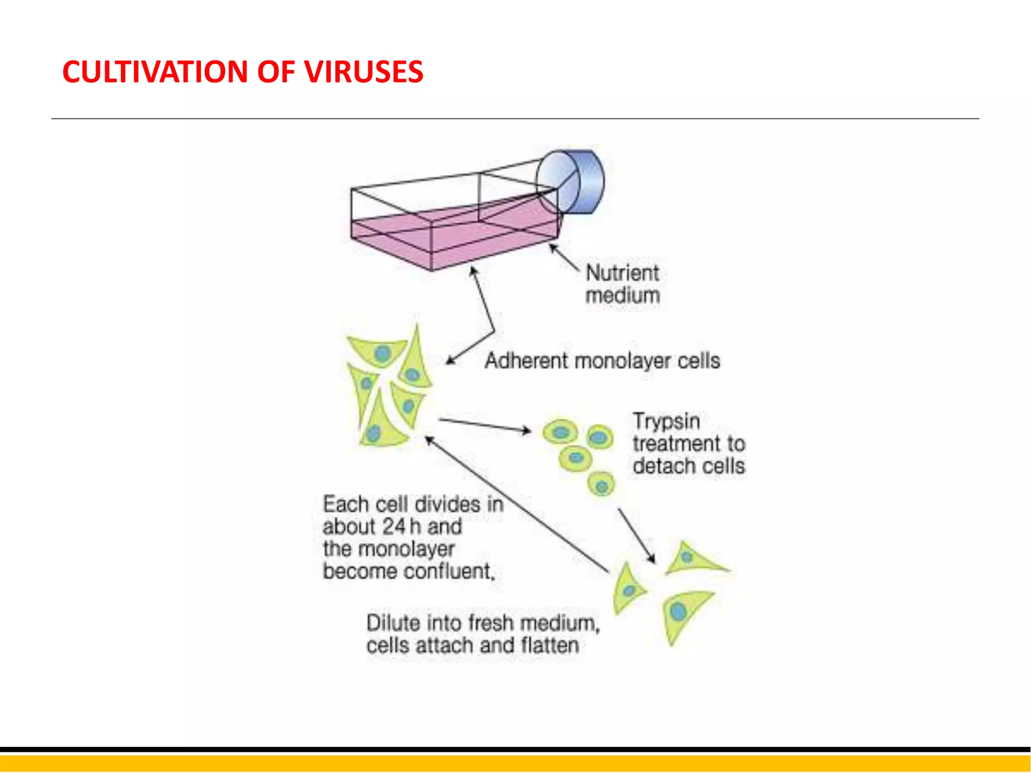 VIROLOGY - CULTIVATION AND DETECTION OF VIRUS | PPTX | Infectious ...