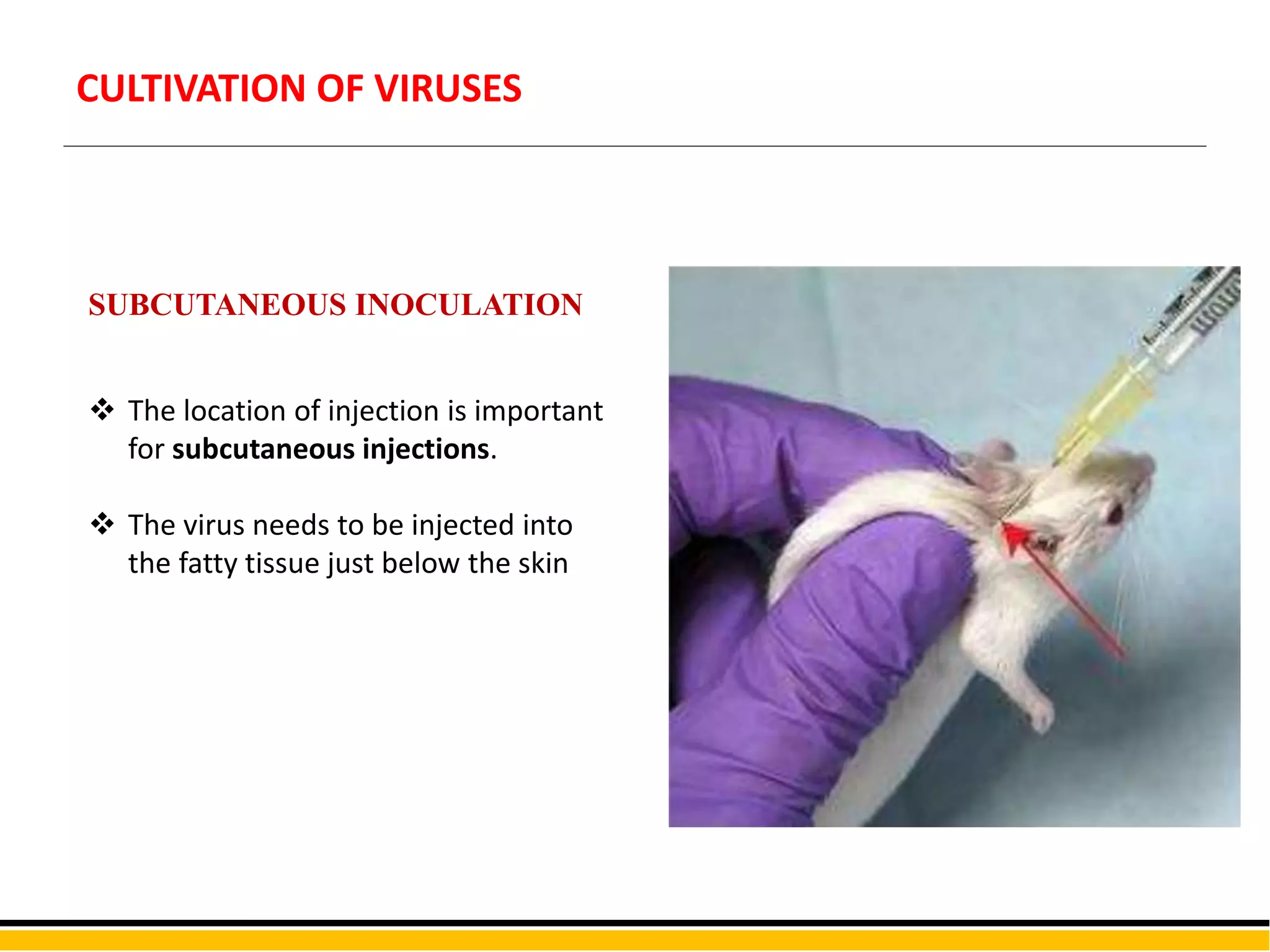 VIROLOGY - CULTIVATION AND DETECTION OF VIRUS | PPTX