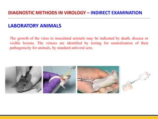 VIROLOGY - DIAGNOSTIC METHODS | PPTX