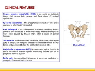 VIROLOGY - OVERVIEW OF HERPES VIRUS .pptx